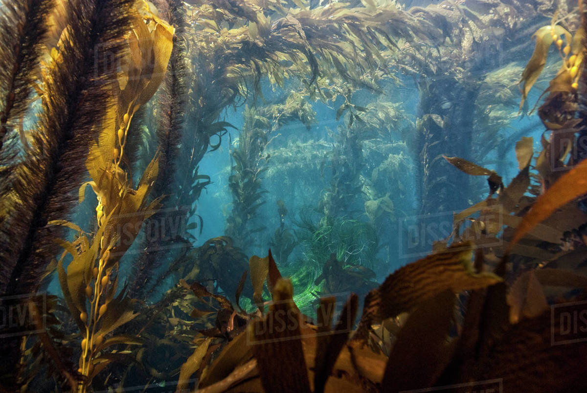 Picture of Kelp forest, Channel Islands National Park, California ...