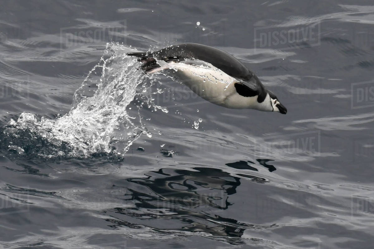 Porpoising chinstrap penguin (Pygoscelis antarcticus), South Sandwich ...
