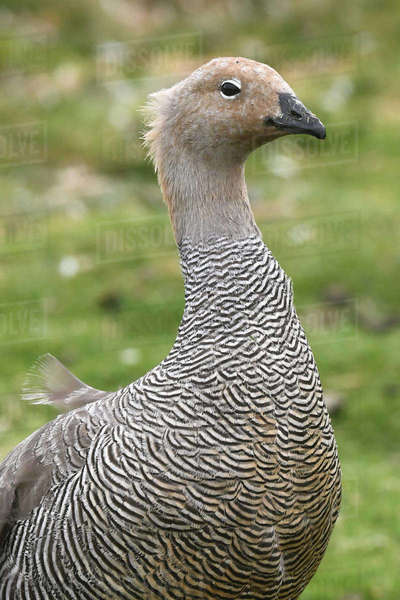 Portrait of a female upland goose (Chloephaga picta) standing in ...