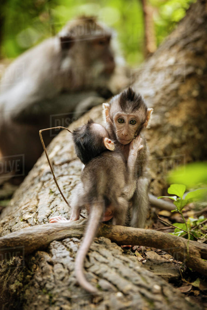 Baby Long Tailed Macaques, Monkey Forest Sanctuary, Ubud, Bali ...