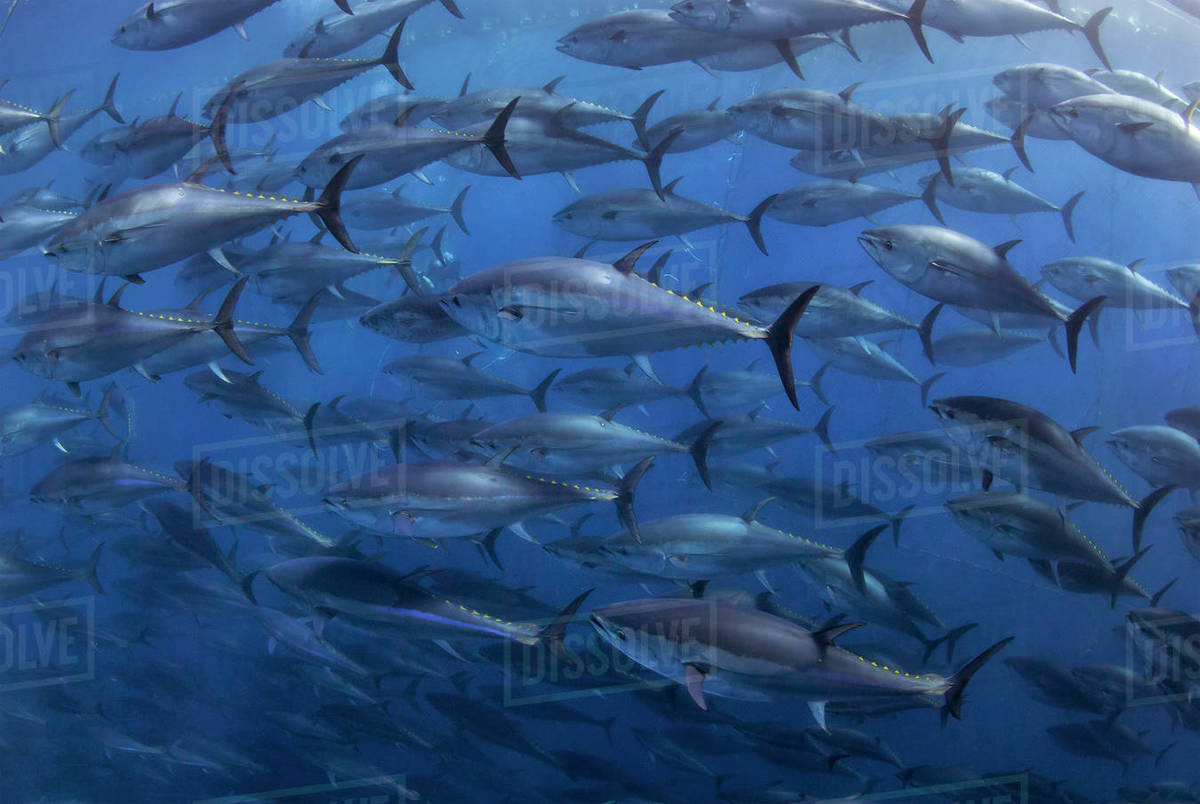 Atlantic bluefin tuna swimming, Malta, Mediterranean Sea, Europe ...