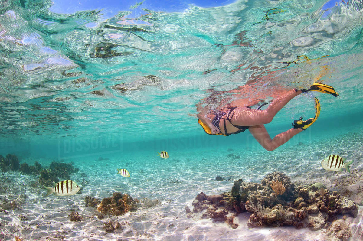 Snorkeling, Roatan, Honduras, Caribbean, Central America - Royalty-free ...