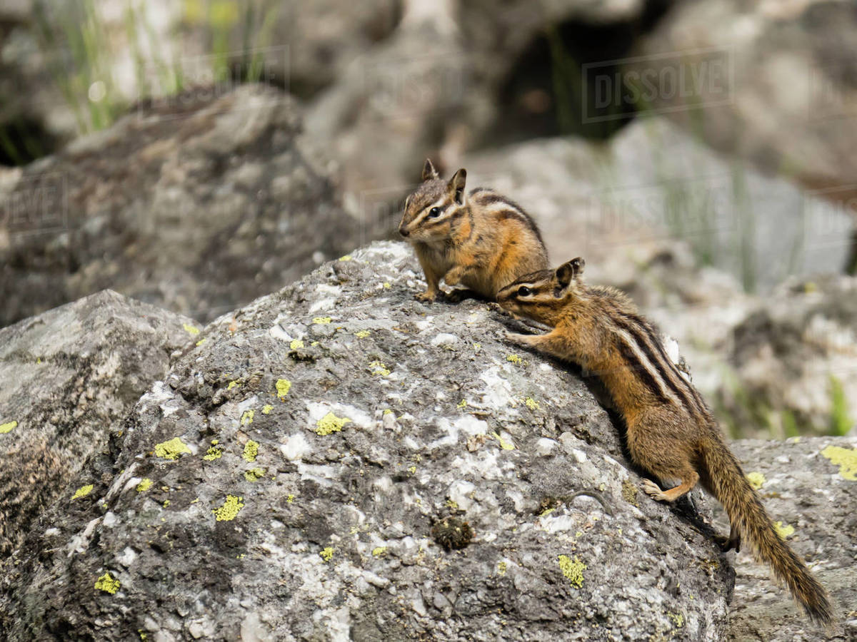 A pair of least chipmunks (Neotamias minimus), at Phelps Lake, Grand ...