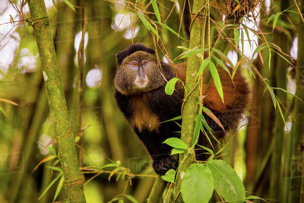 Golden Monkey in Volcanoes National Park, Rwanda, Africa - Royalty-free ...