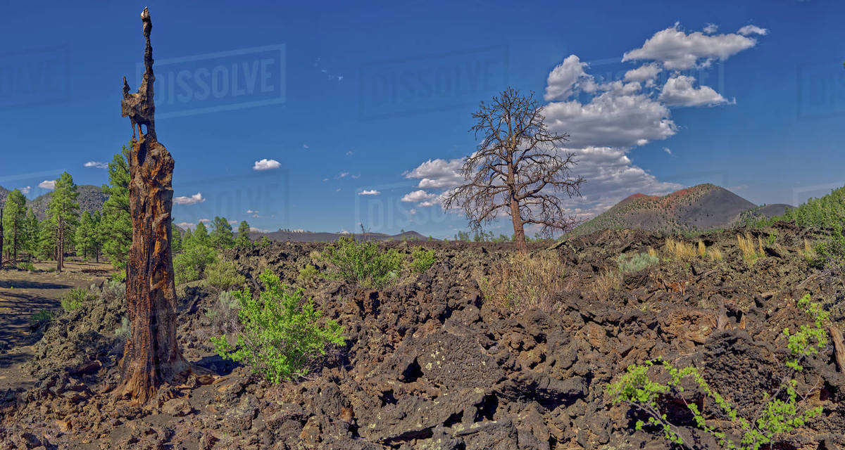 Burned out tree on the left with Sunset Crater Volcano in the ...