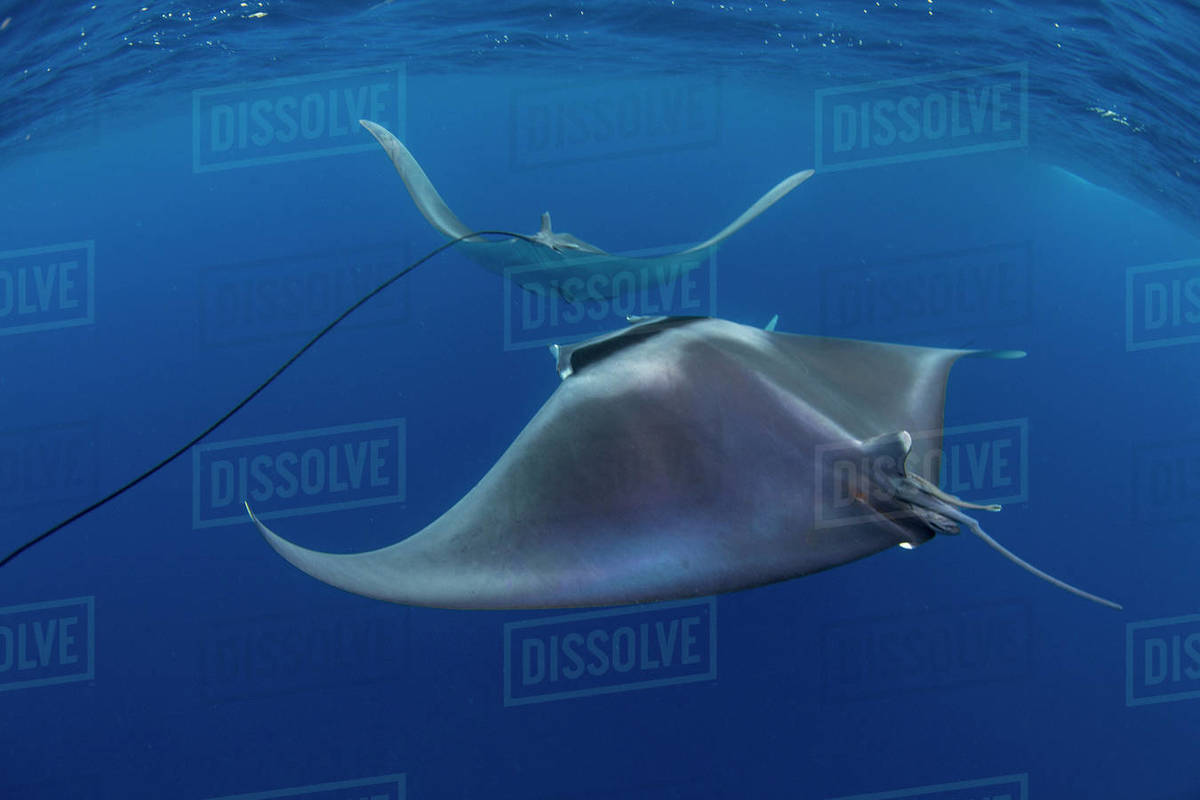 Spinetail devil rays (Mobula mobular) engaged in sexual courtship in ...