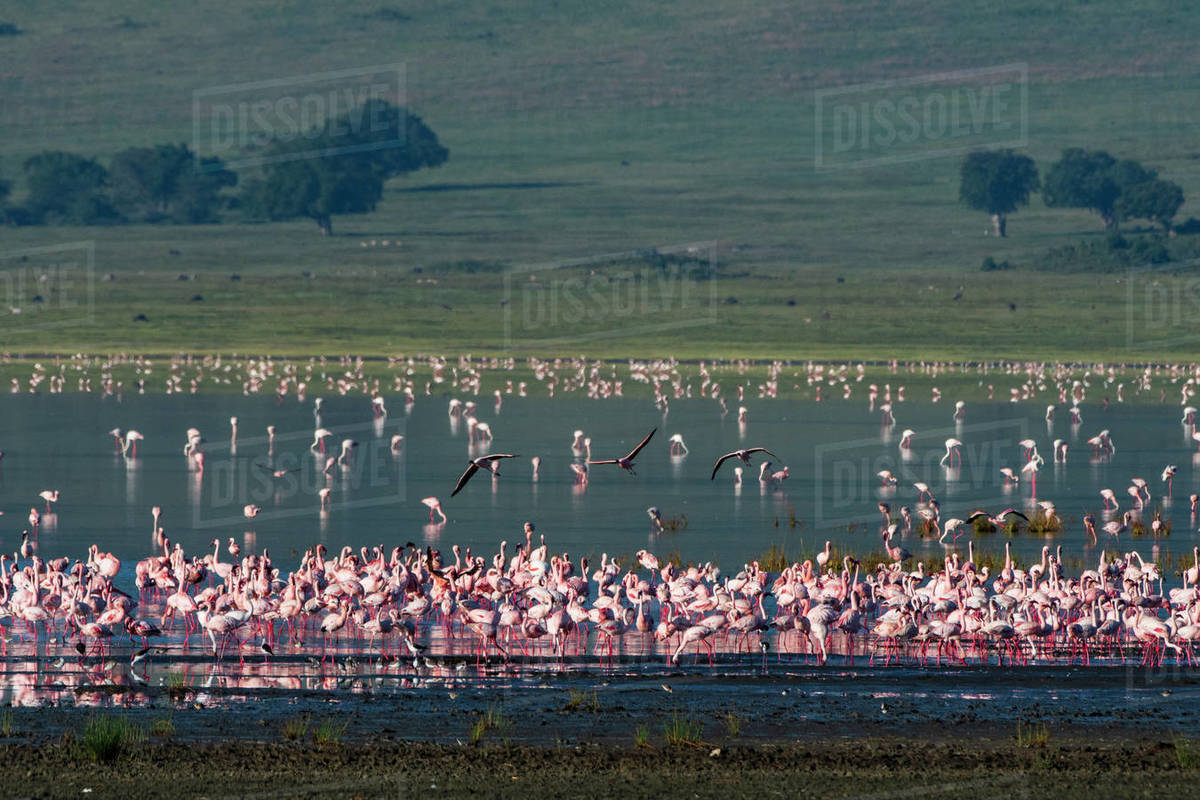 Lesser flamingos (Phoenicopterus minor) feeding on crater lake ...