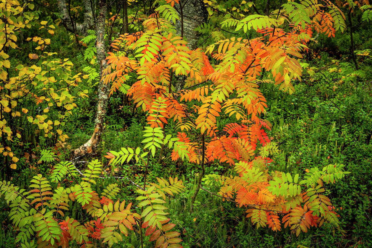 Rowan tree (Sorbus aucuparia) in autumn colour, Ruska, Muonio, Lapland ...