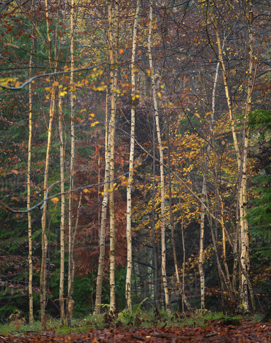 Silver birch (Betula pendula) trees, autumn colour, King's Wood ...