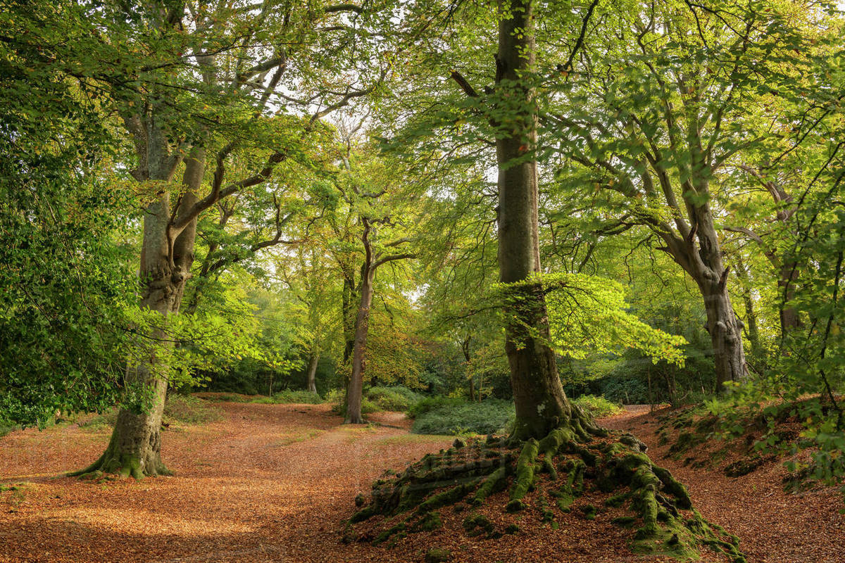 Deciduous woodland near the village of Burley in morning sunlight, New ...