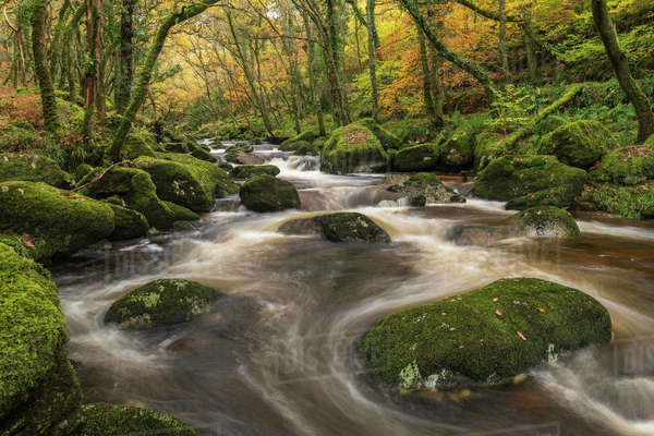 Fast flowing woodland stream in autumn, River Plym, Dartmoor National ...
