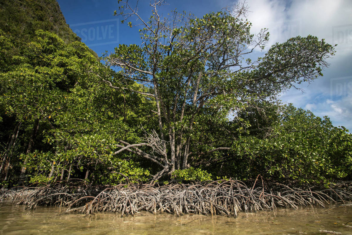 Mangroves in Wayag Island, Raja Ampat, West Papua, Indonesia, Southeast ...