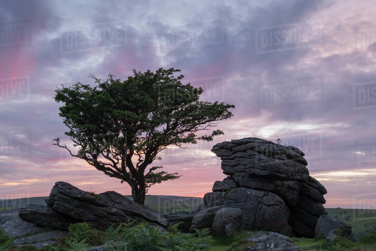 Hawthorn tree and granite tor at sunset, Dartmoor National Park, Devon ...