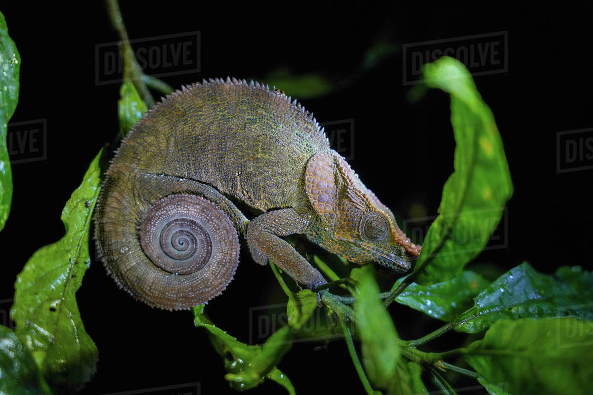 Nose-horned (Big-nosed) Chameleon (Calumma nasutum), Parc National de ...