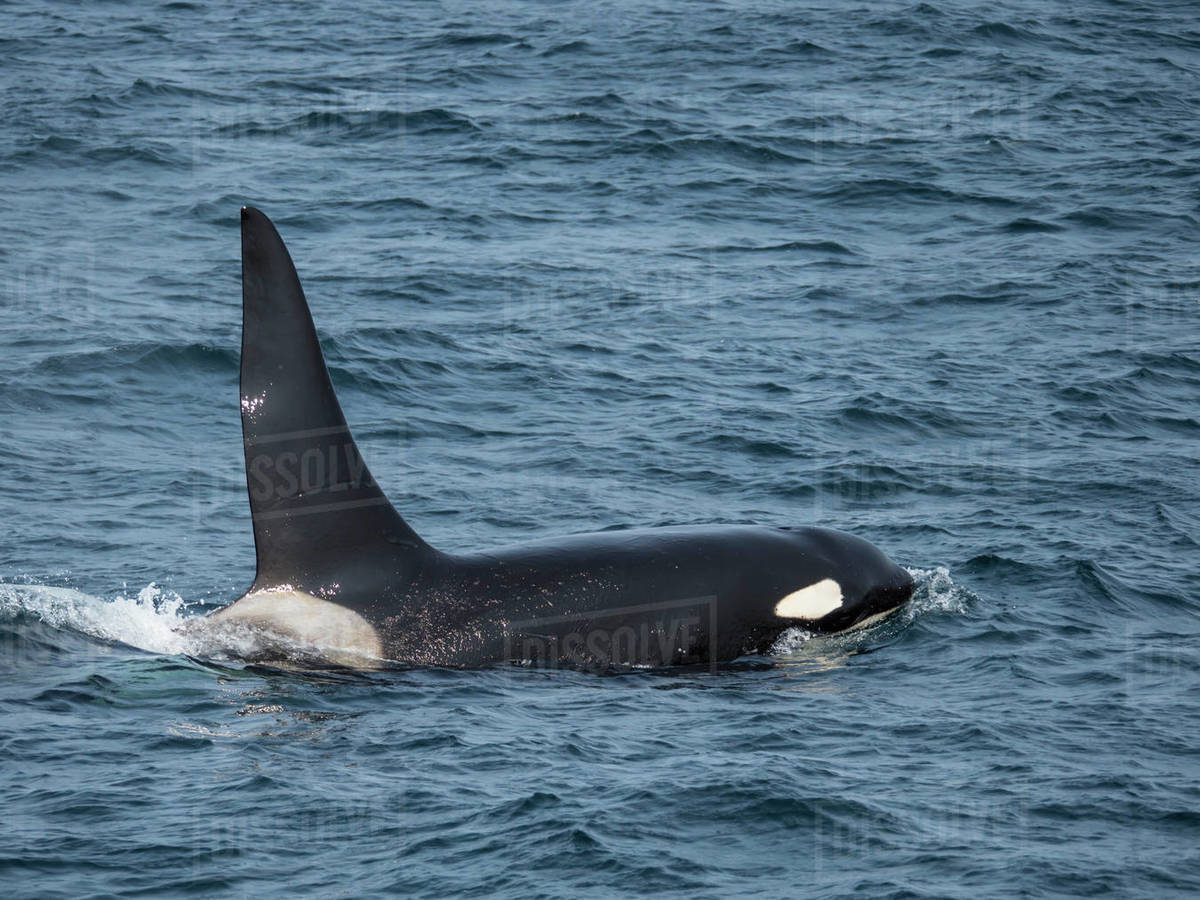 Adult bull killer whale (Orcinus orca), surfacing off Kagamil Island ...