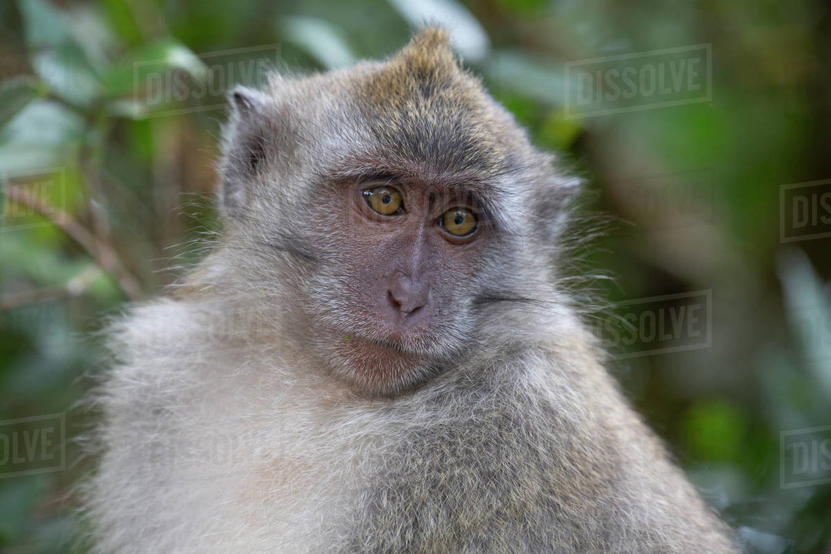 Close-up of a macaque monkey in the rain forest in Langkawi, Malaysia ...