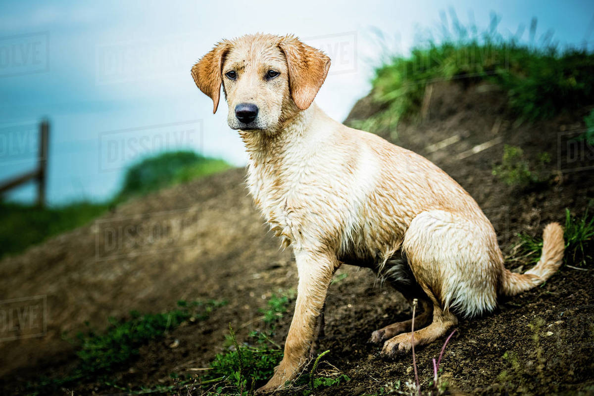 Golden Labrador puppy sitting with the sea in the background, United ...