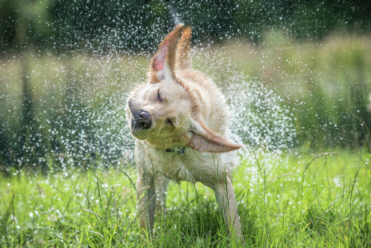 Golden Labrador shaking off water, United Kingdom, Europe - Royalty ...