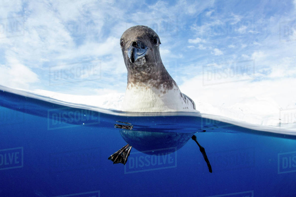 A curious adult cape petrel (Daption capense), Lindblad Cove, Trinity ...