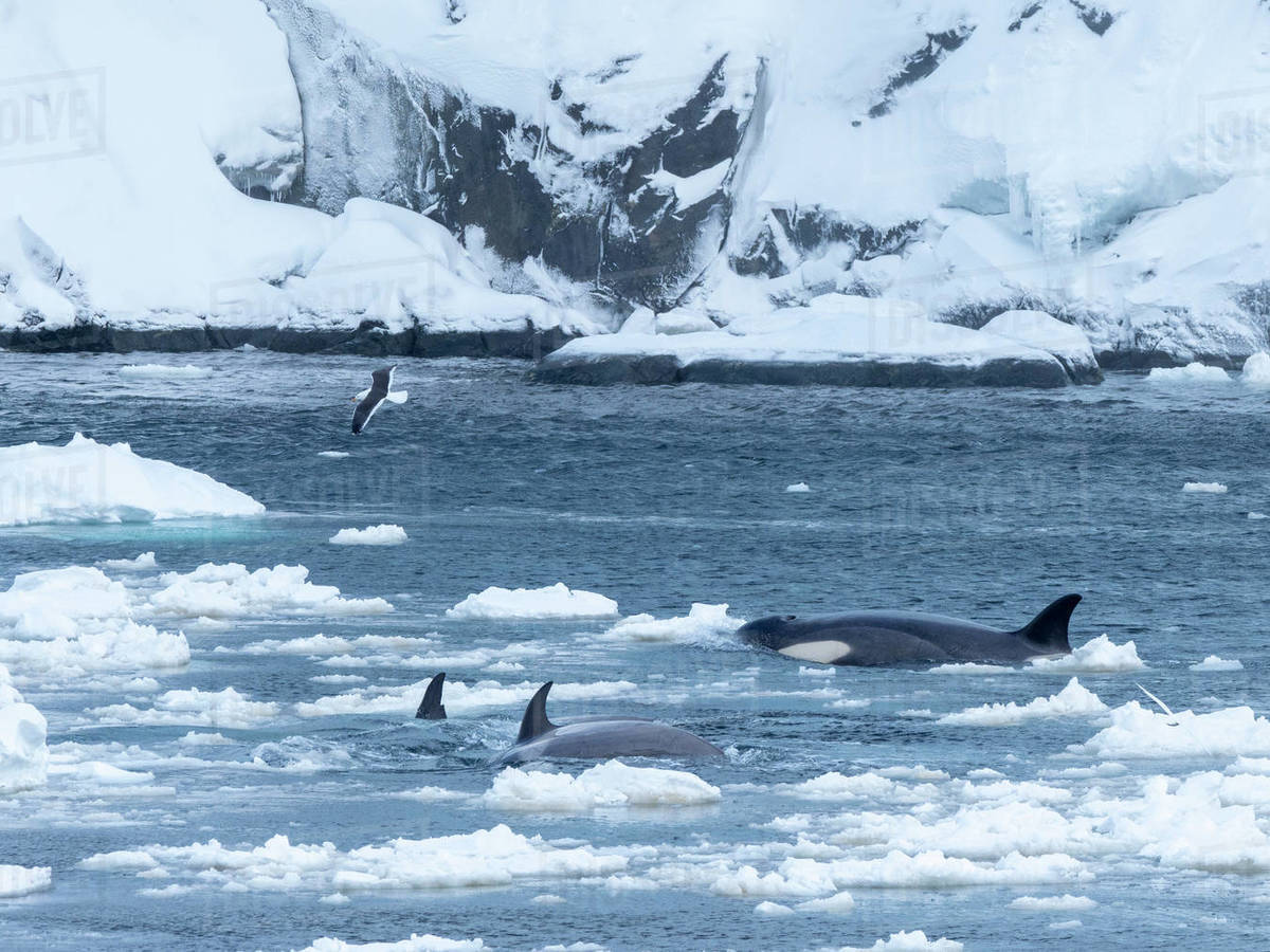 Type Big B killer whales (Orcinus orca), searching ice floes for ...