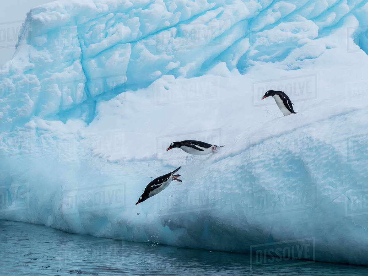 Gentoo penguins (Pygoscelis papua) on ice in Cierva Cove, Antarctica ...