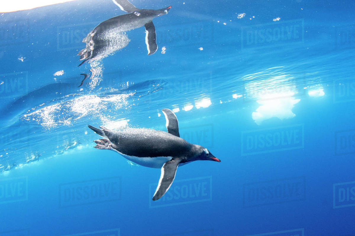Gentoo penguins (Pygoscelis papua), underwater in clear water in ...