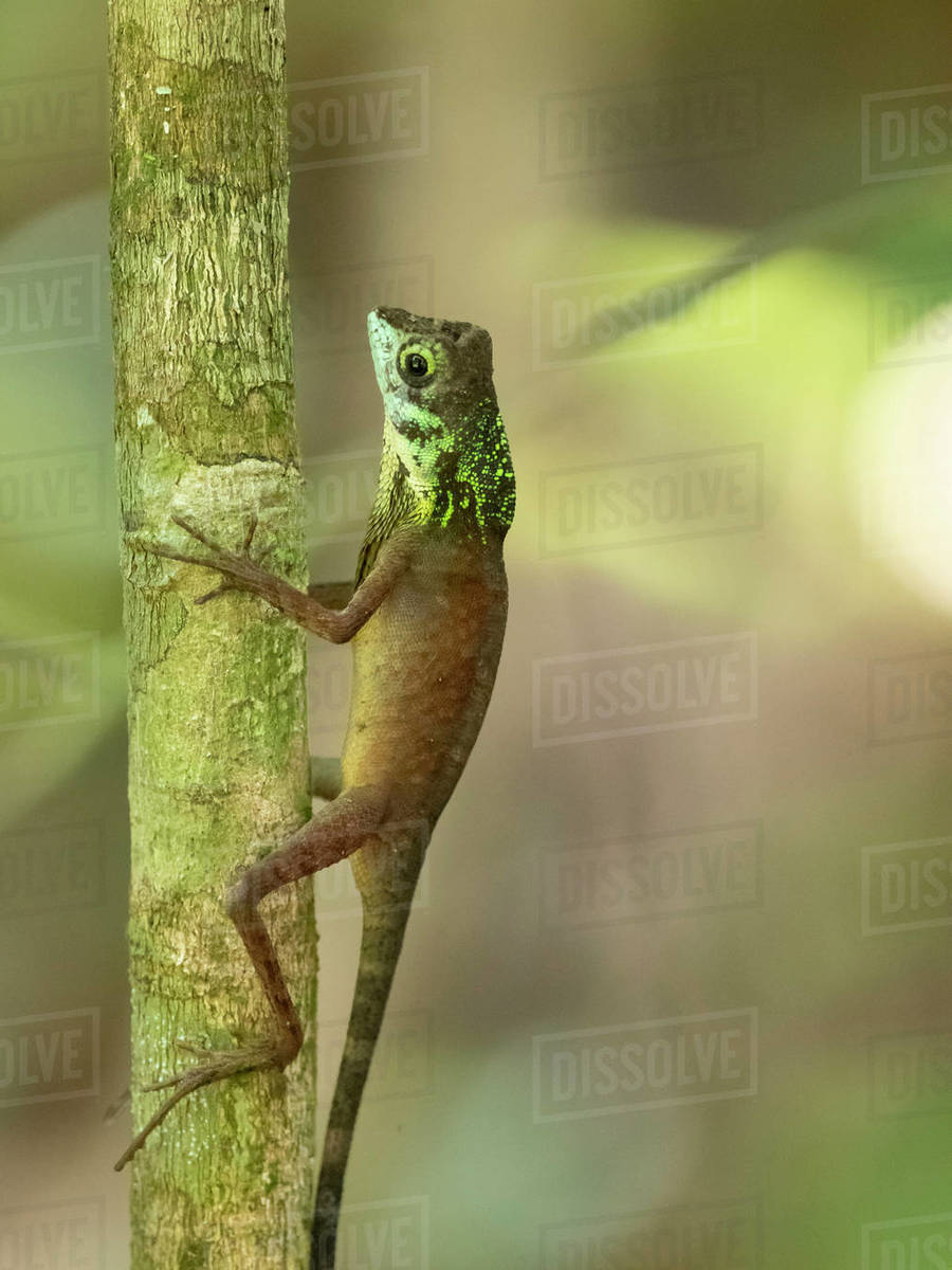 An adult male Sri Lankan kangaroo lizard (Otocryptis weigmani), in the ...