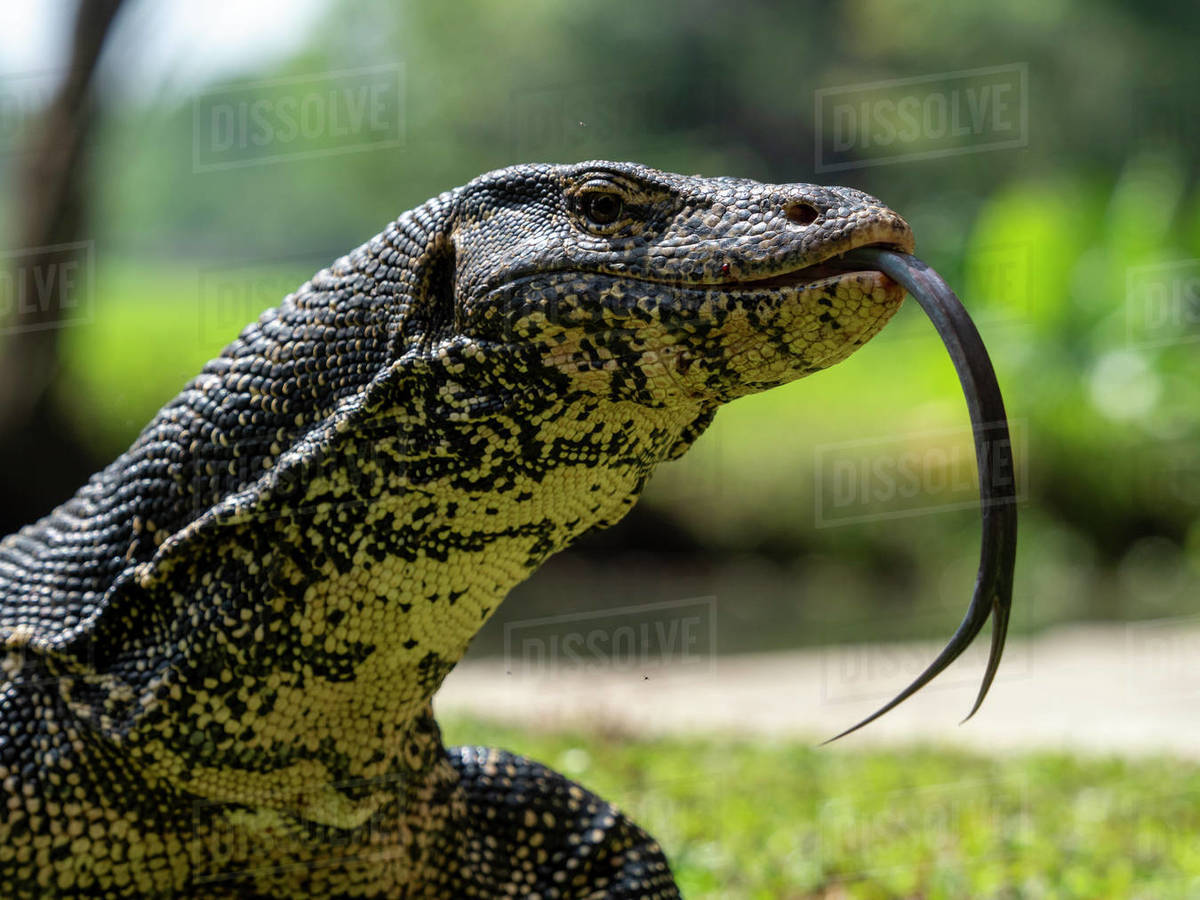 Giant Asian Water Monitor