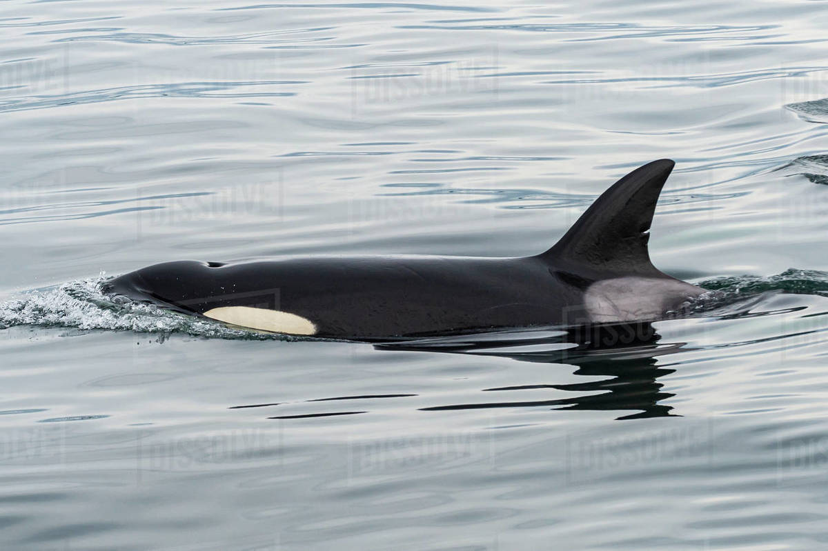 Killer whales (orca) (Orcinus orca), San Juan islands, Washington State ...