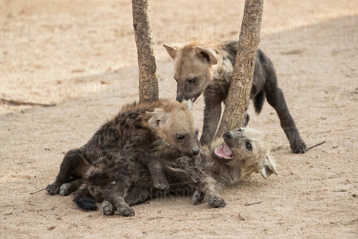 Spotted hyena (Crocuta crocuta) cubs, Elephant Plains, Sabi Sand, South ...