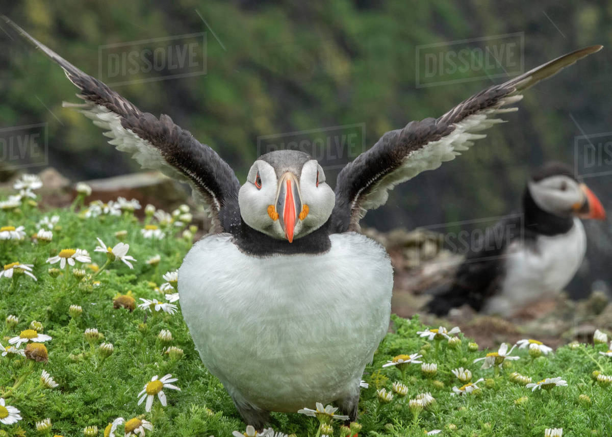 Puffin flapping in the rain on Skomer, Wales, United Kingdom, Europe ...