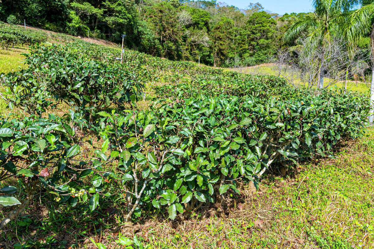 Tea plants, antique Assam Tea Farm, Sun Moon Lake National Scenic Area ...