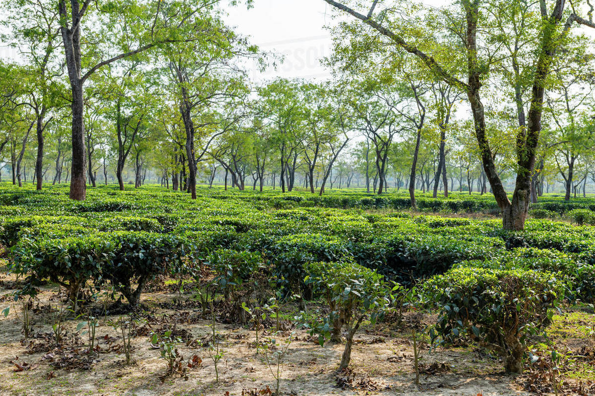 Tea fields on a Tea plantation, Assam, India, Asia - Royalty-free Stock ...