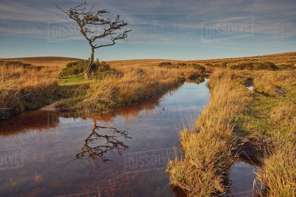Marshland on the high rugged moors of Dartmoor National Park in evening ...