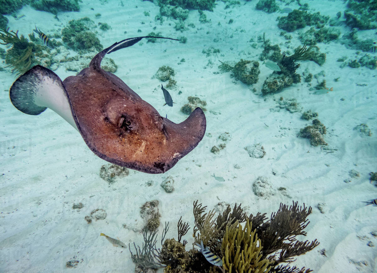 Southern stingray (Hypanus americanus), Stingray City, Grand Cayman ...