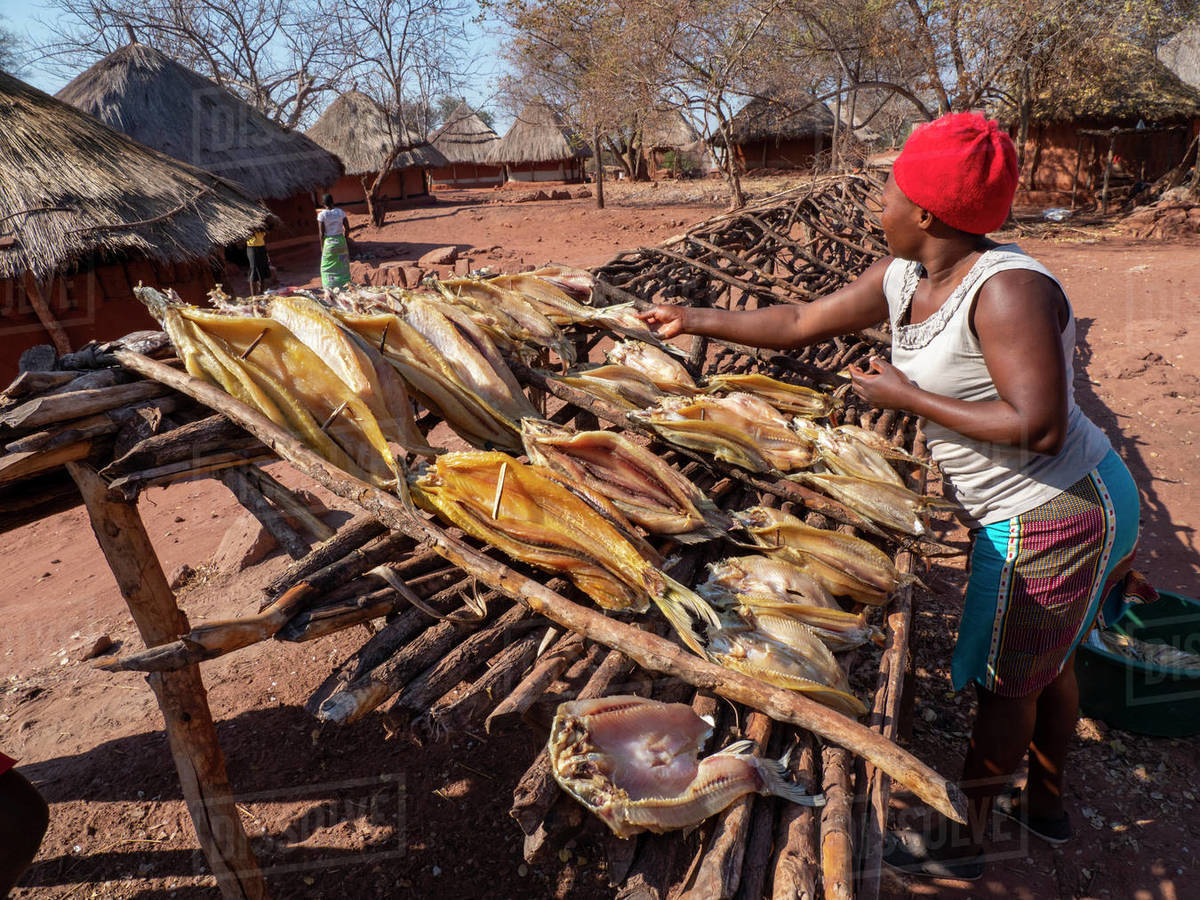 The days catch of fish drying in the sun in the fishing village of ...