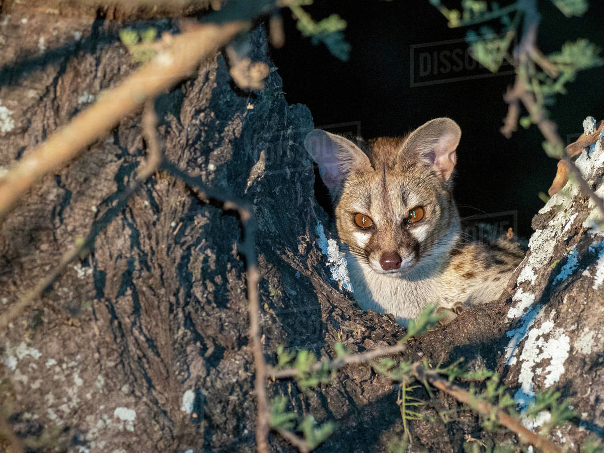 Adult rusty-spotted genet (Genetta maculata), at night in the Save ...