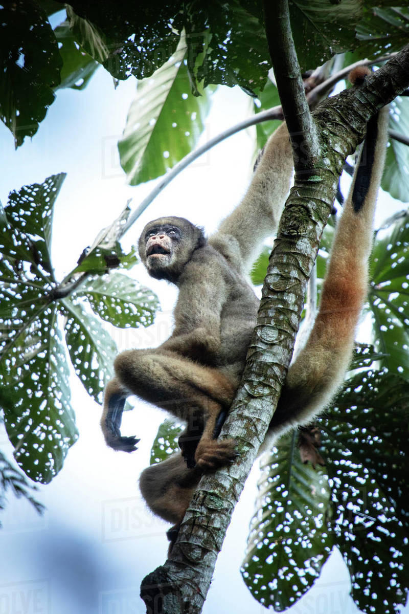 Critically endangered Northern Muriqui (woolly spider monkey ...