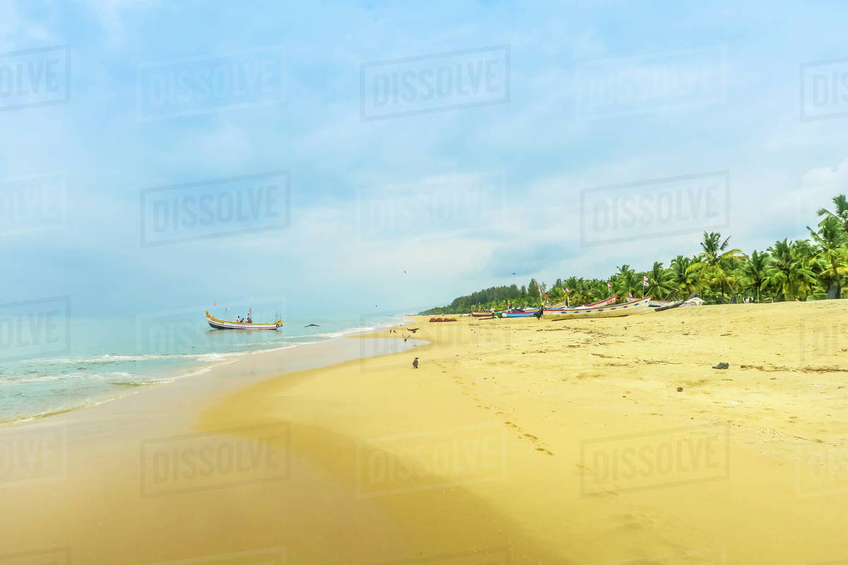 Golden sands, palm trees and ubiquitous house crows on popular Marari ...