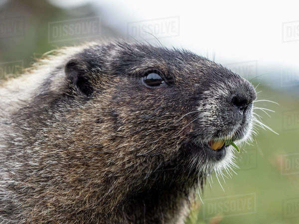 Adult hoary marmot (Marmota caligata), on the Skyline Trail, Mount ...