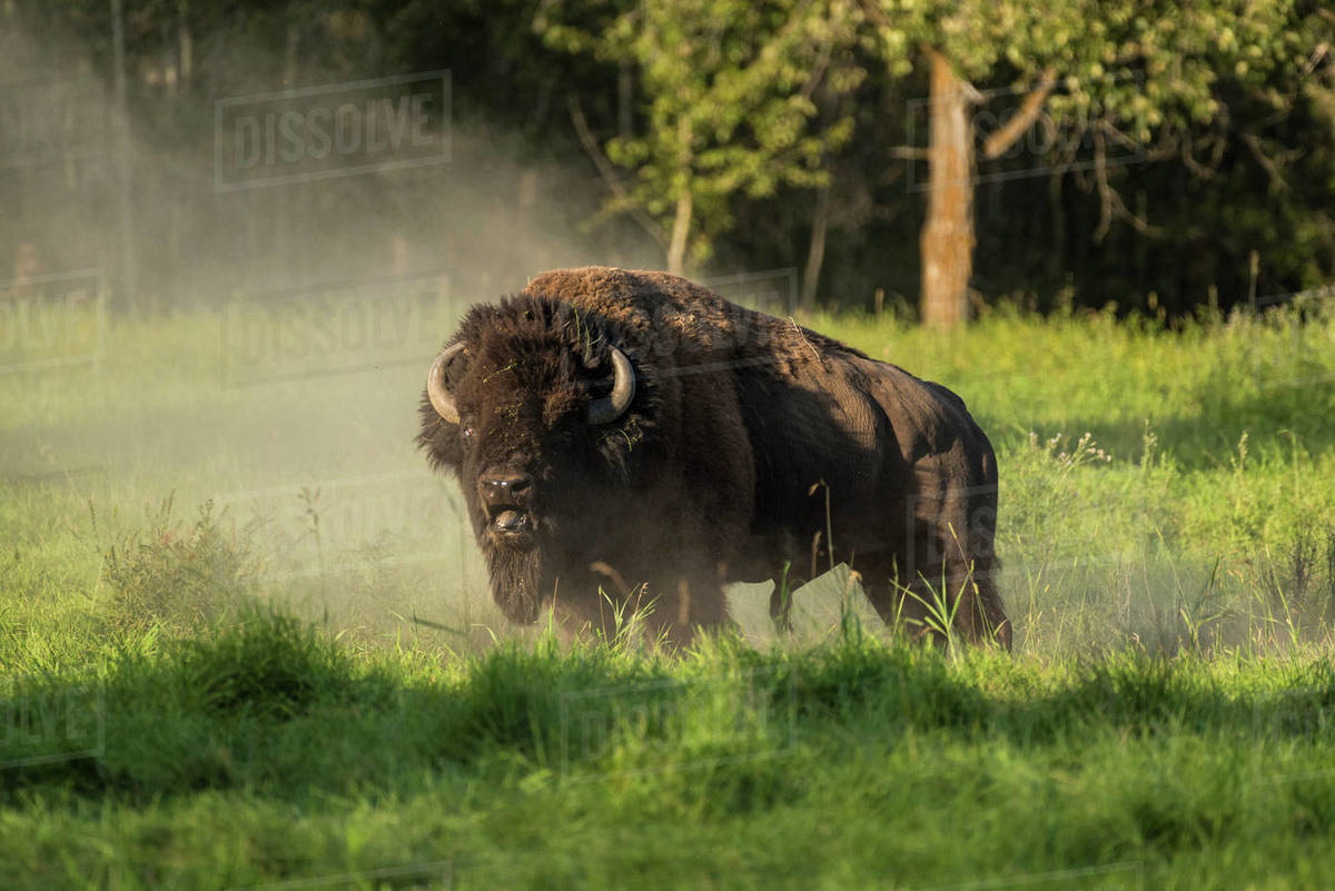 Wild male plains bison during the mating season, Elk Island National ...
