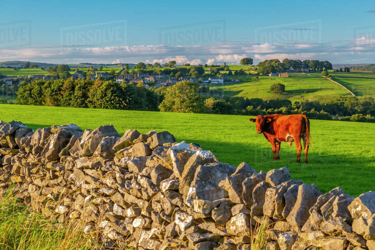 View of dry stone walls and Over Haddon village, Peak District National ...