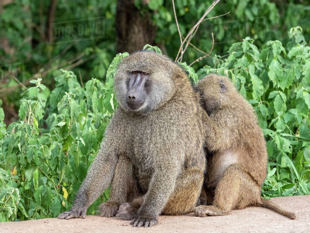 Olive baboons (Papio anubis) grooming each other in Ngorongoro ...