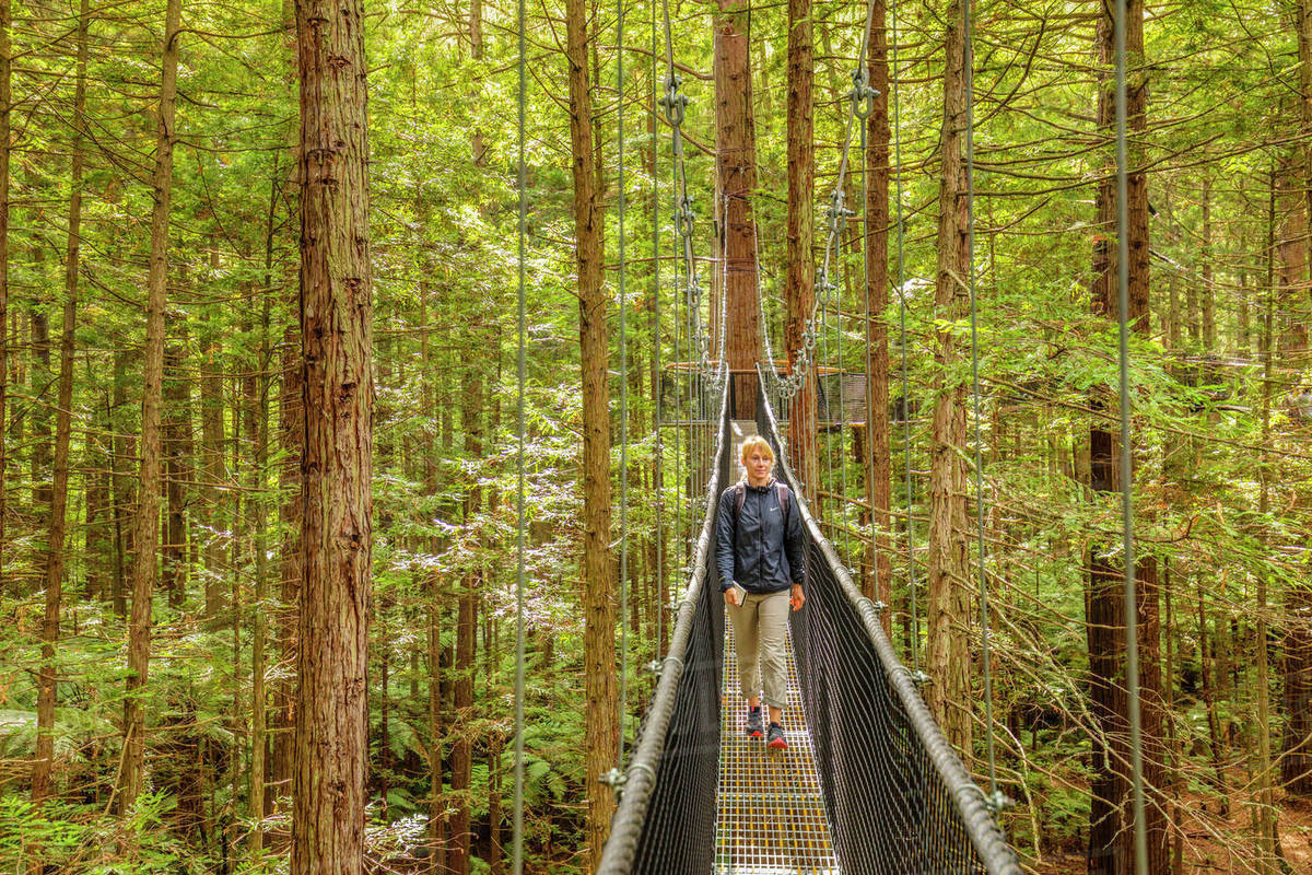 Redwood Treewalk, Canopy Pathway, Rotorua, Bay of Plenty, North Island ...