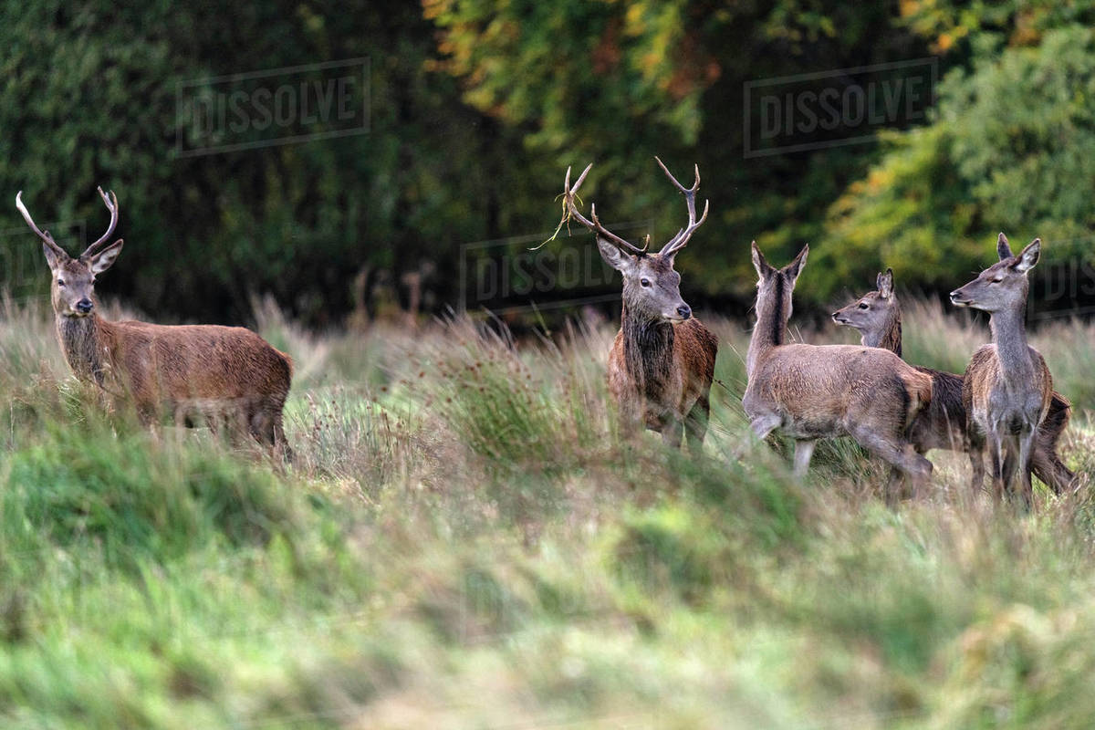Red Deer, Killarney National Park, County Kerry, Munster, Republic of ...