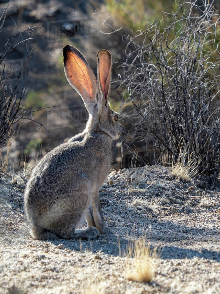 Black-tailed jackrabbit (Lepus californicus), Joshua Tree National Park ...
