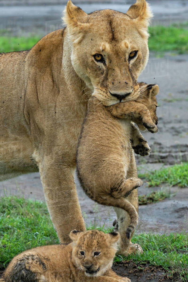 A lioness (Panthera leo) with its four week old cubs, Ndutu, Ngorongoro ...