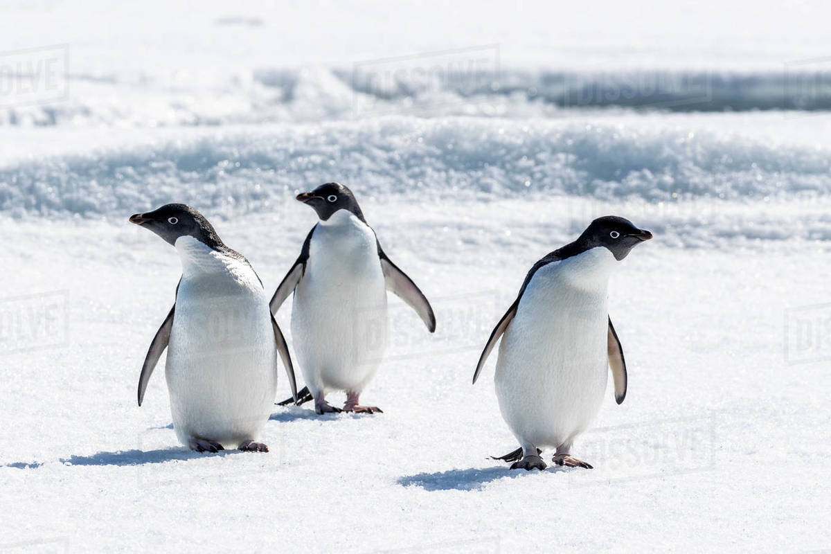 A group of Adelie penguins (Pygoscelis adeliae) on sea ice in Duse Bay ...