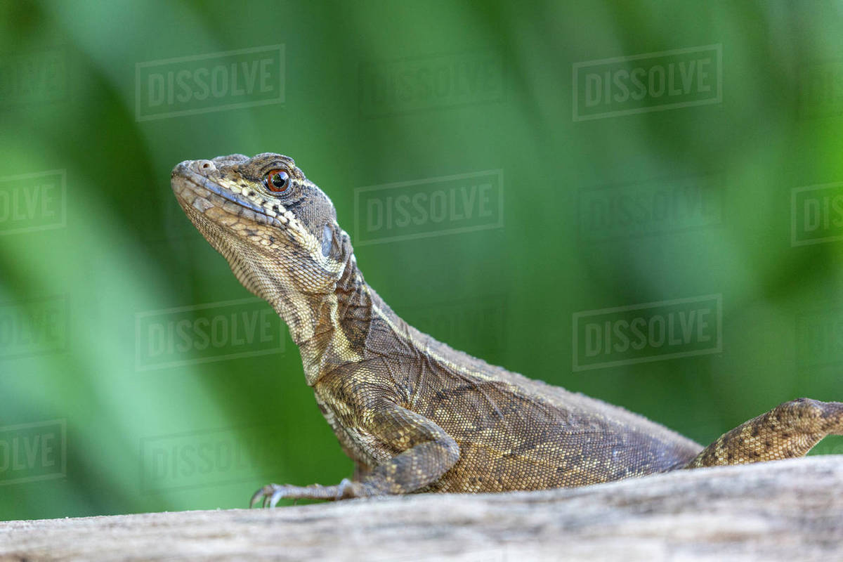 Adult female common basilisk (Basiliscus basiliscus), Coiba Island ...