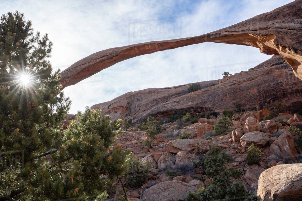 Landscape Arch with sunburst through tree, Arches National Park, Utah ...